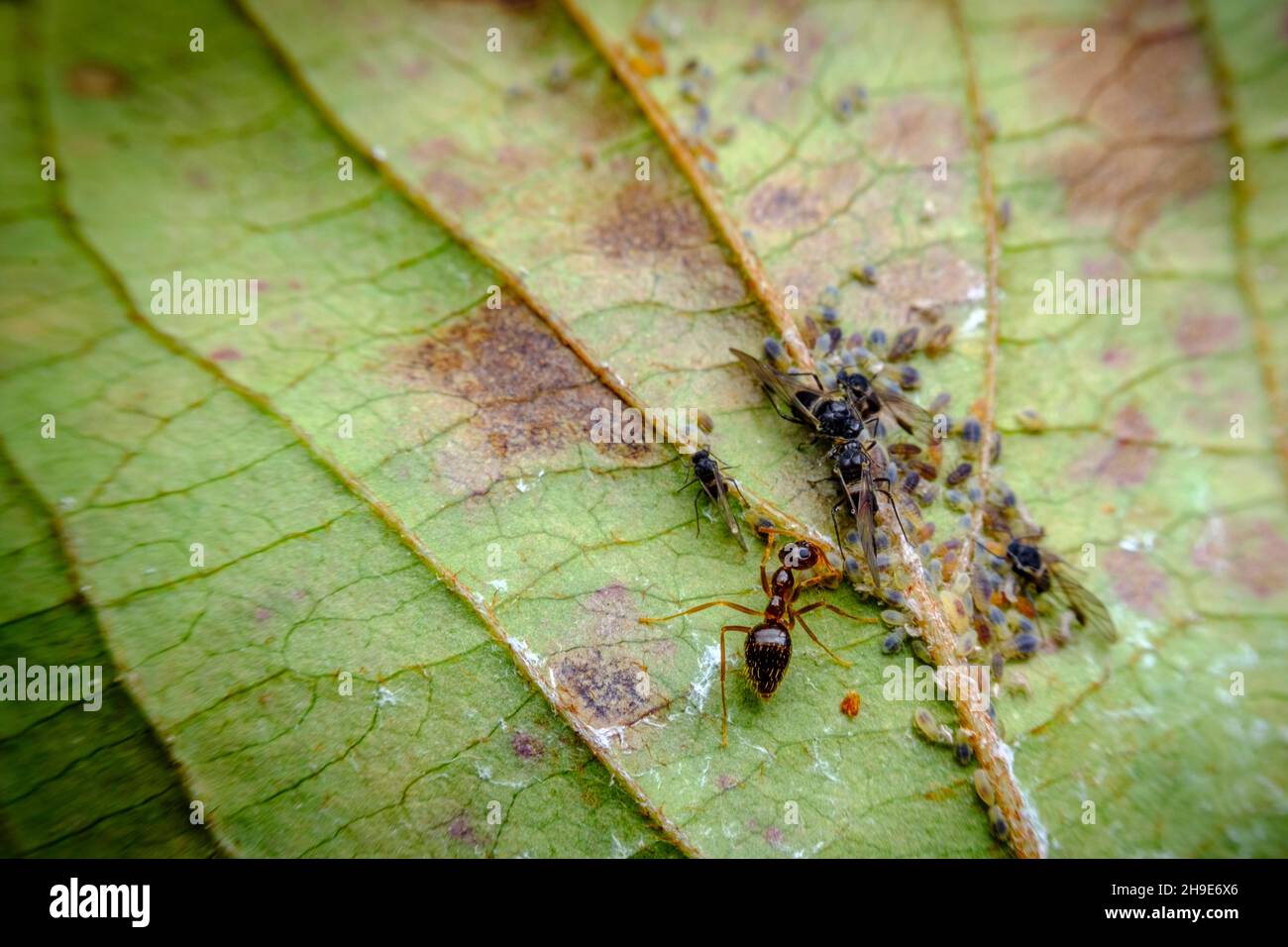 Symbiotic relationship ants farming aphid nymphs for honey Stock Photo ...