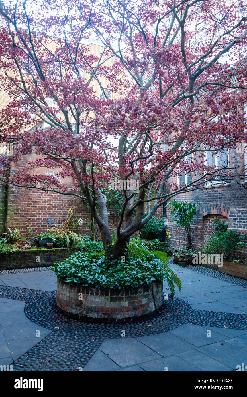 Tree in the garden of the Saint Vedast-alias-Foster, City of London ...