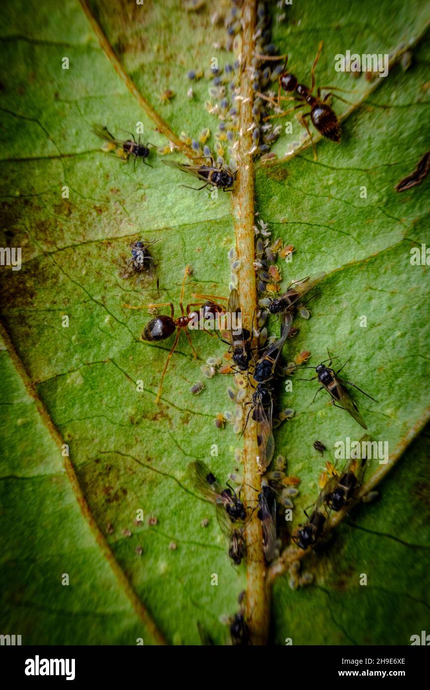 Symbiotic relationship ants farming aphid nymphs for honey Stock Photo ... Symbiotic relationship ants farming aphid nymphs for honey Stock Photo ...