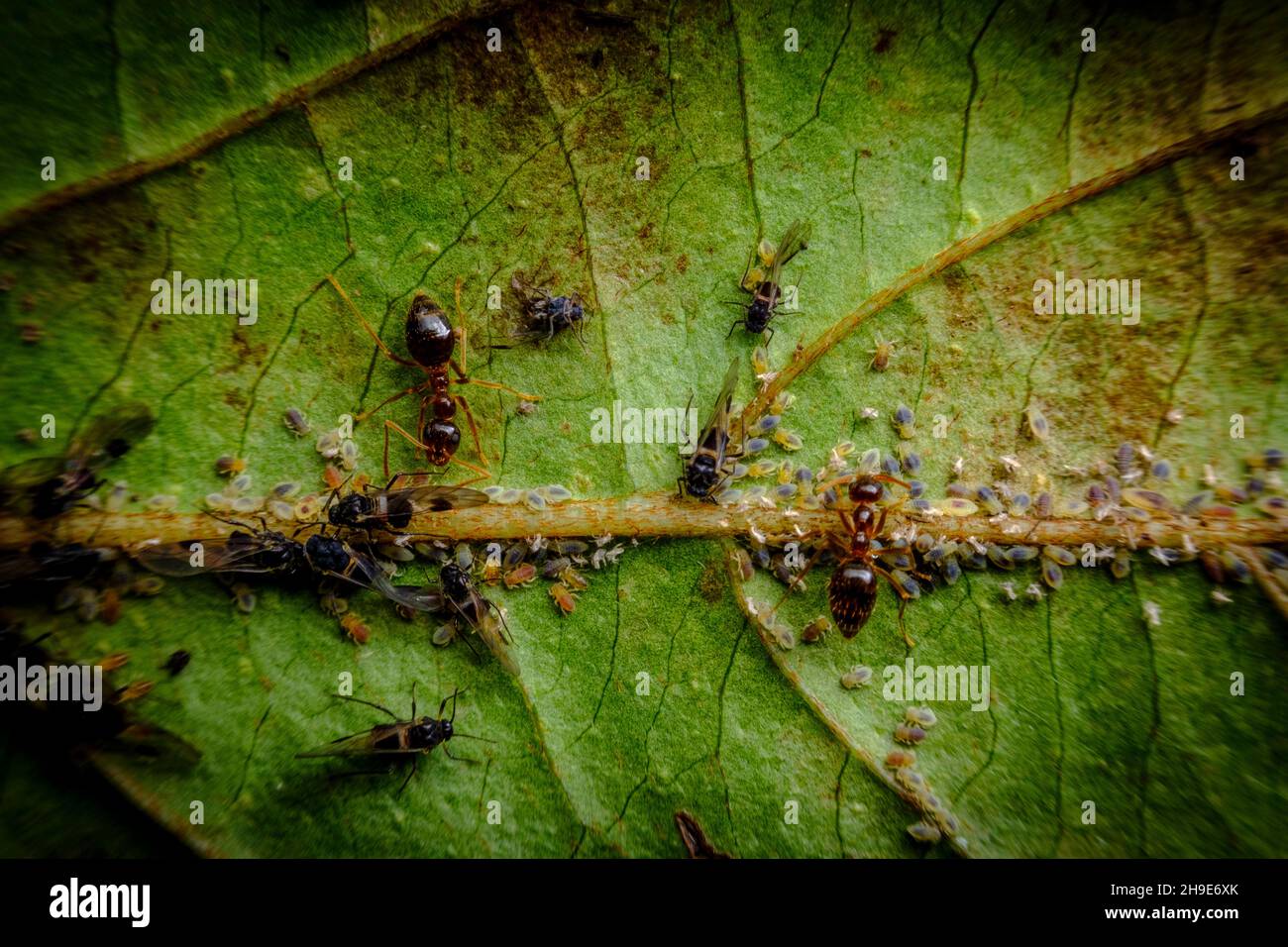 Symbiotic relationship ants farming aphid nymphs for honey Stock Photo ...