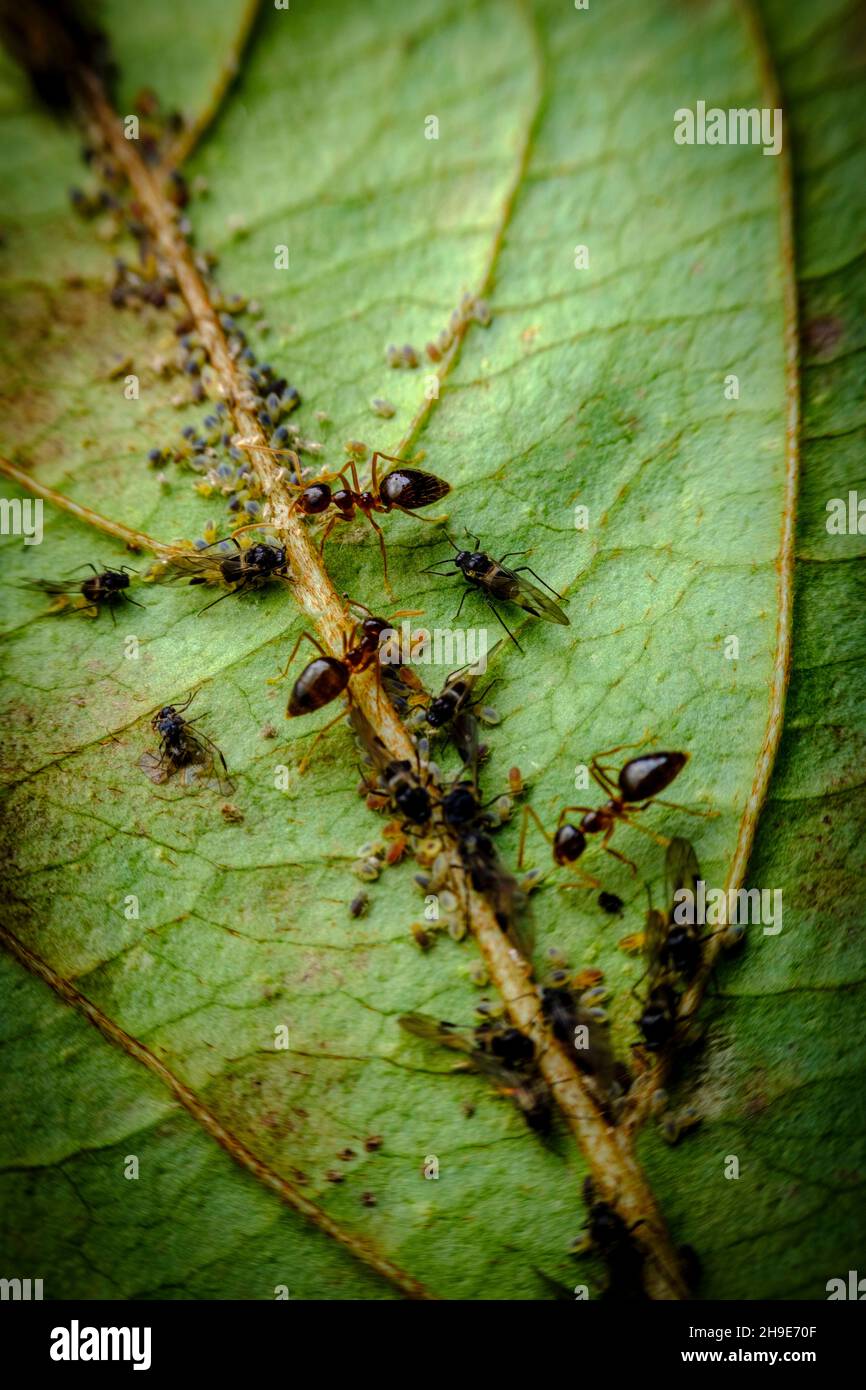 Symbiotic relationship ants farming aphid nymphs for honey Stock Photo ... Symbiotic relationship ants farming aphid nymphs for honey Stock Photo ...