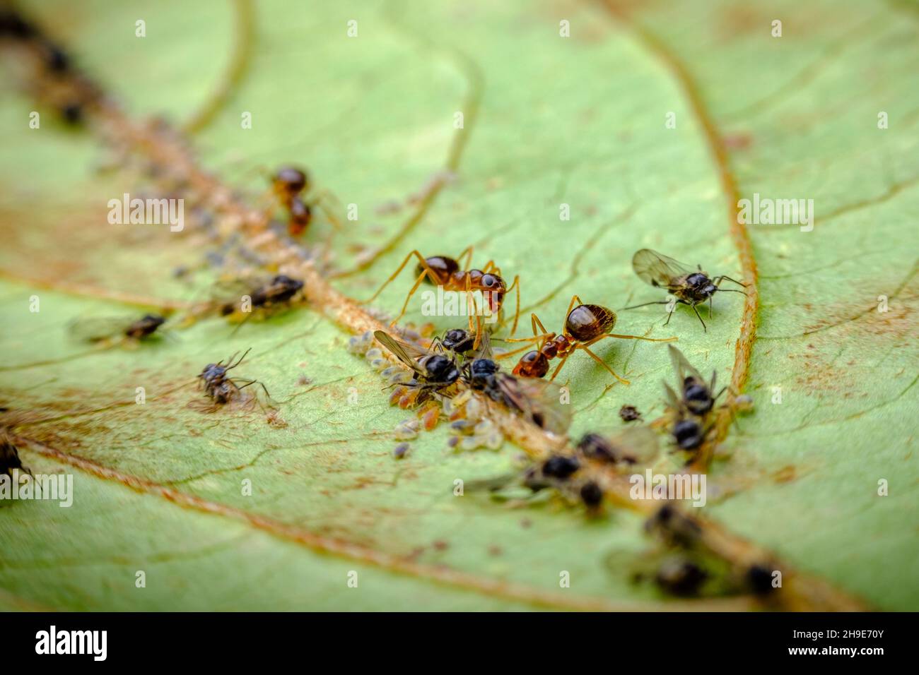 Symbiotic relationship ants farming aphid nymphs for honey Stock Photo ... Symbiotic relationship ants farming aphid nymphs for honey Stock Photo ...