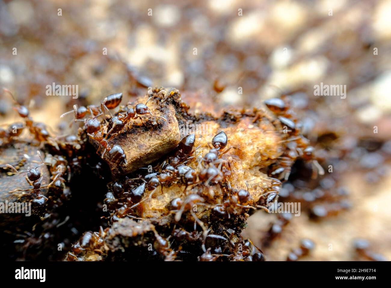 Huge ants nest hi-res stock photography and images - Alamy