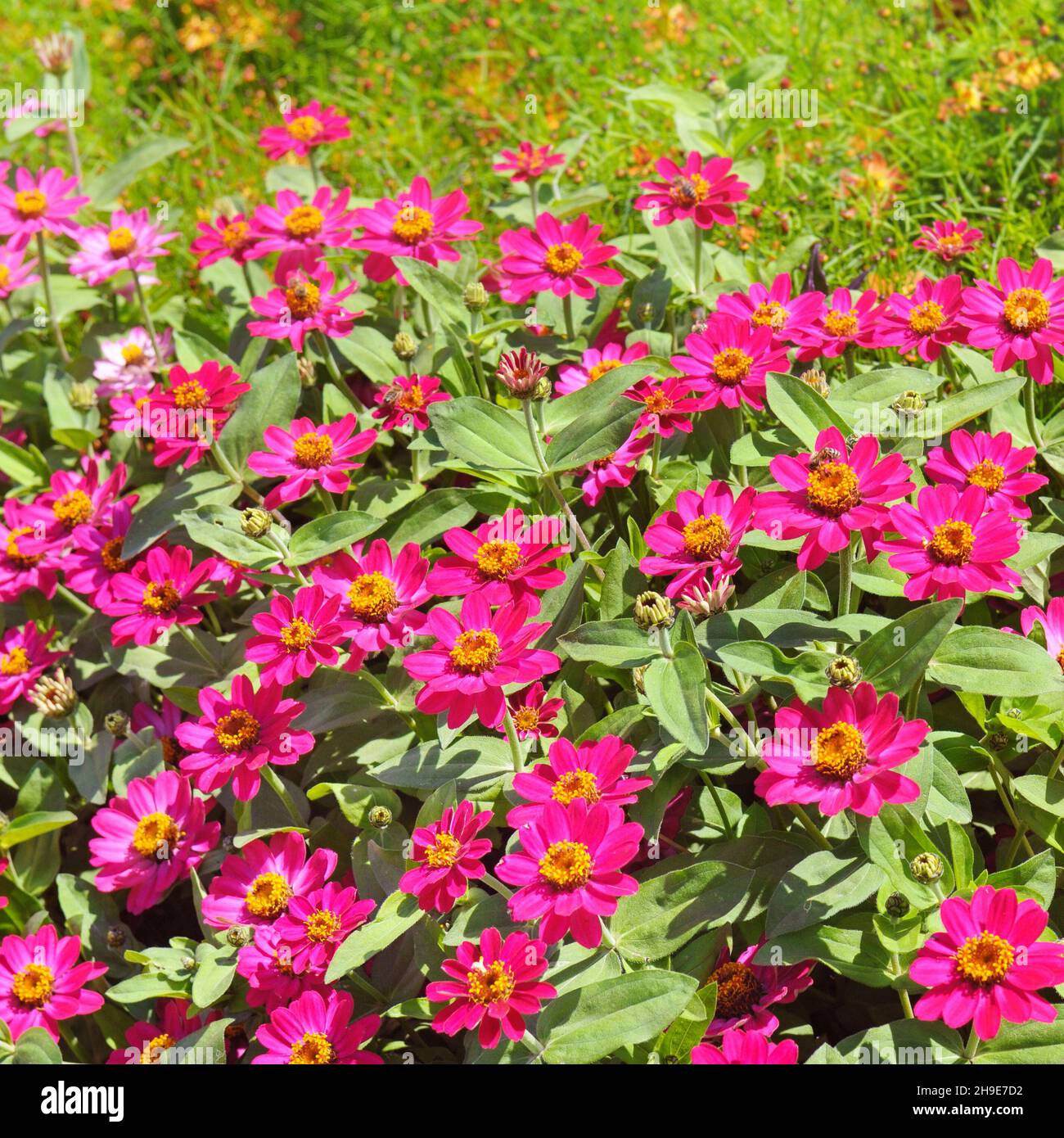 Background of beautiful flowers zinnias. A bright sunny day in the city ...