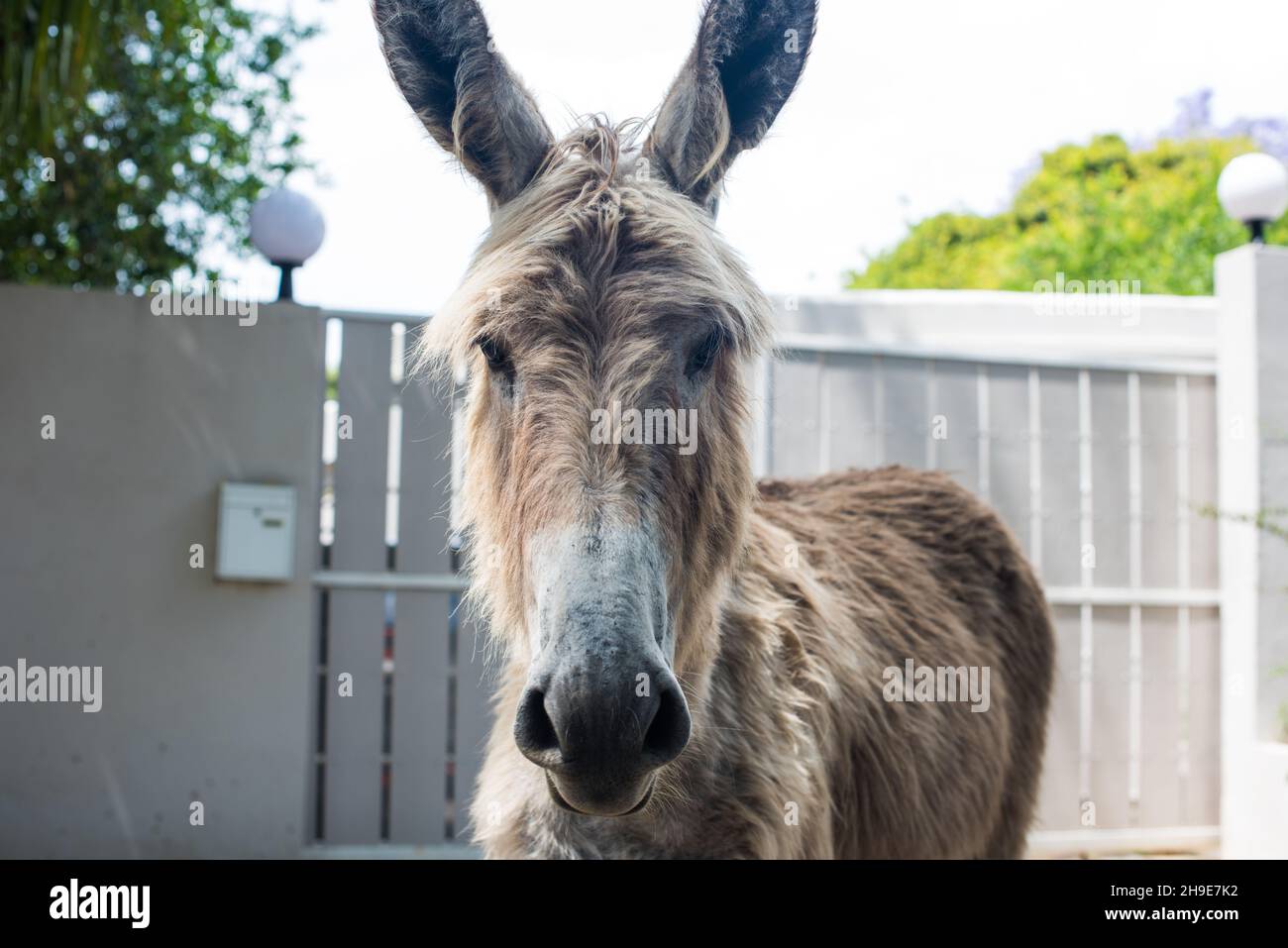Portrait of donkey shot up close Stock Photo - Alamy