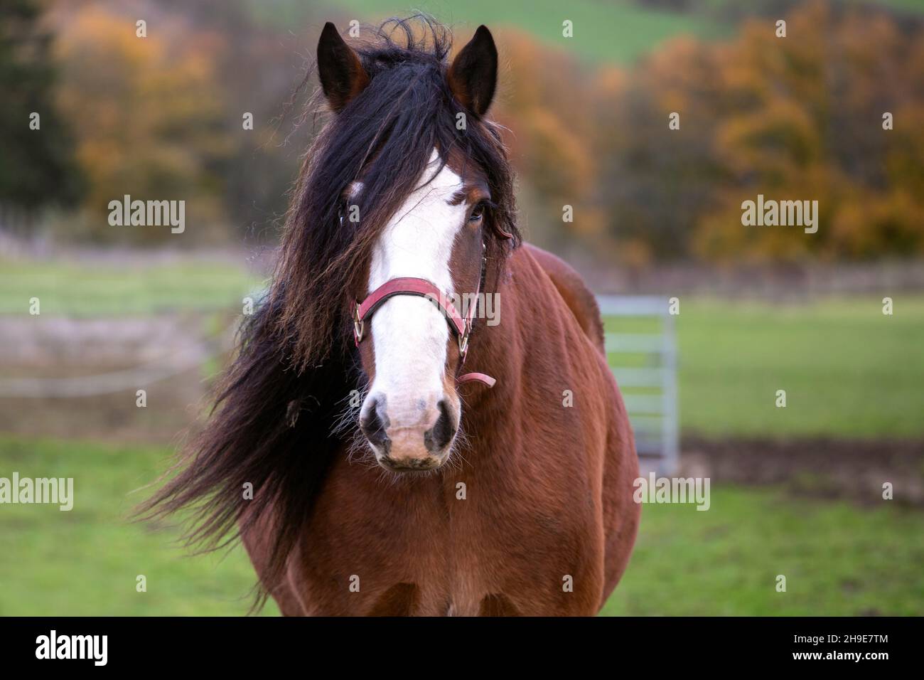 Muiravonside country park hi-res stock photography and images - Alamy