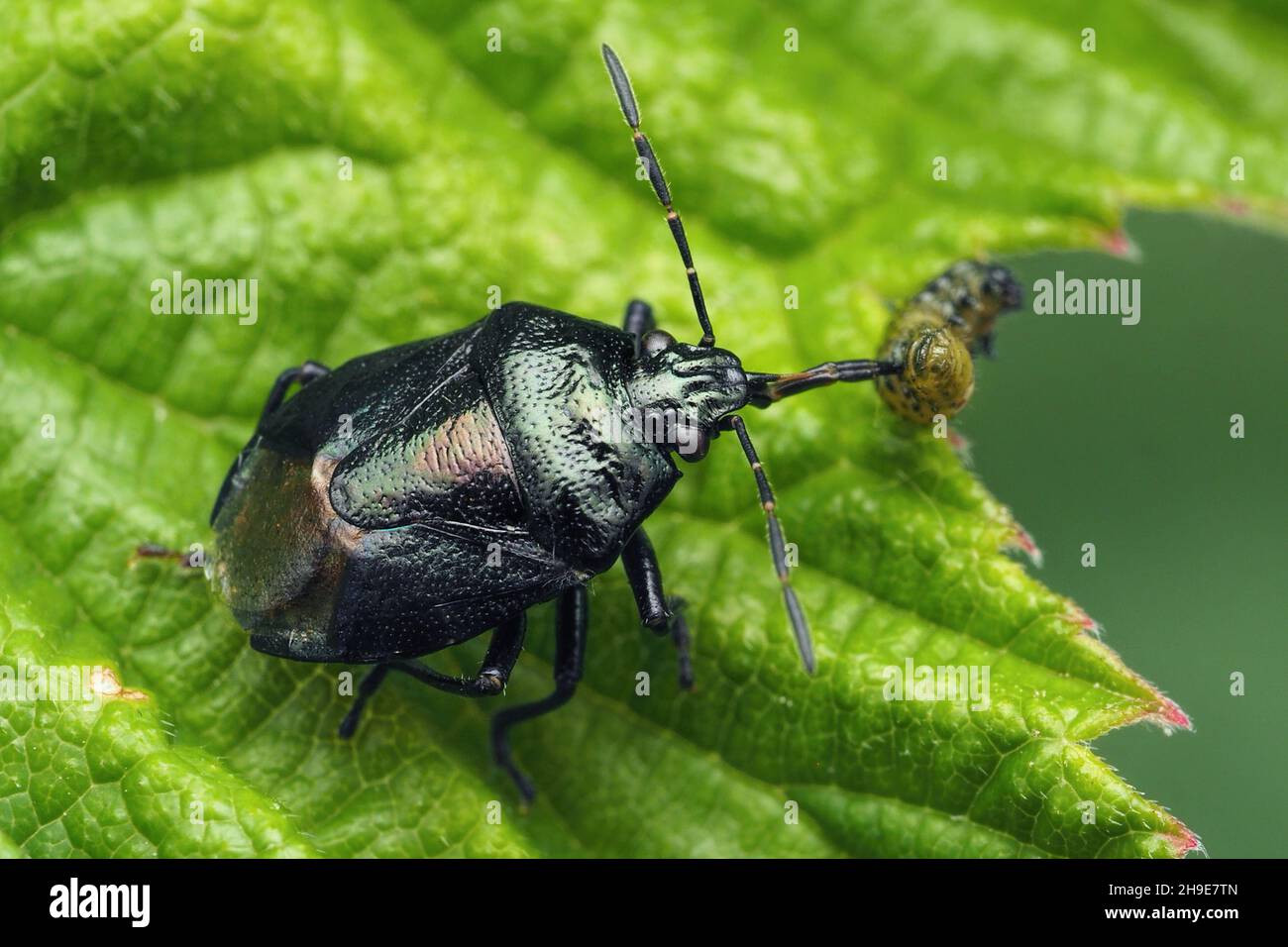 Blue Shieldbug (Zicrona caerulea) feeding on a leaf beetle larva ...