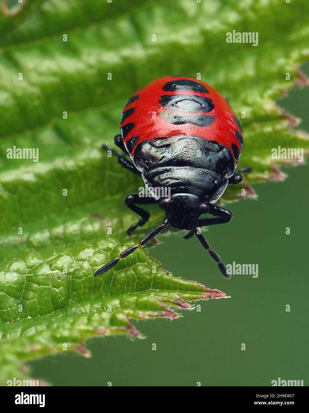 Blue Shieldbug nymph (Zicrona caerulea) crawling on leaf. Tipperary ...
