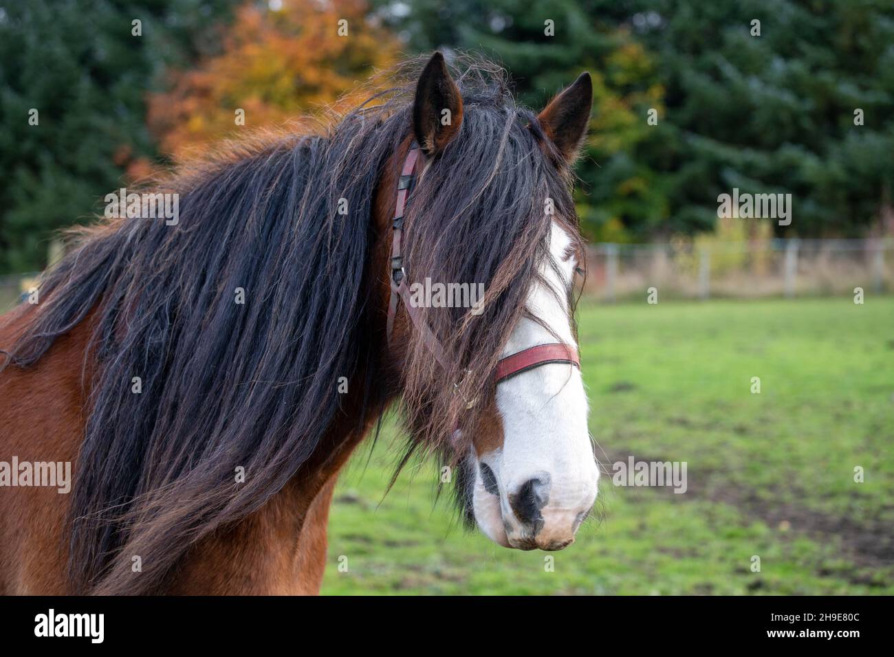 The horse at Newpark Farm At Muiravonside Country Park. Scotland.U.k ...