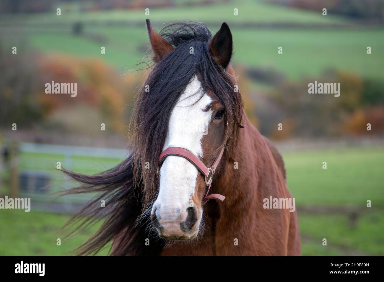 The horse at Newpark Farm At Muiravonside Country Park. Scotland.U.k ...