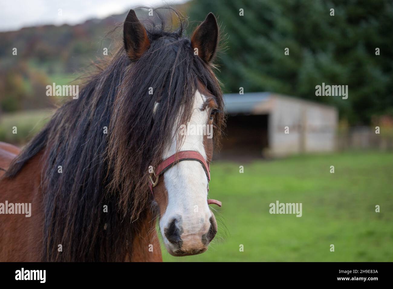 The horse at Newpark Farm At Muiravonside Country Park. Scotland.U.k ...