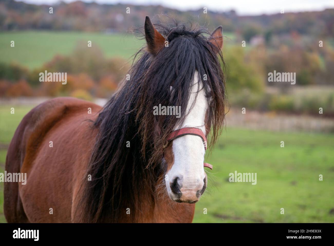 Muiravonside country park hi-res stock photography and images - Alamy