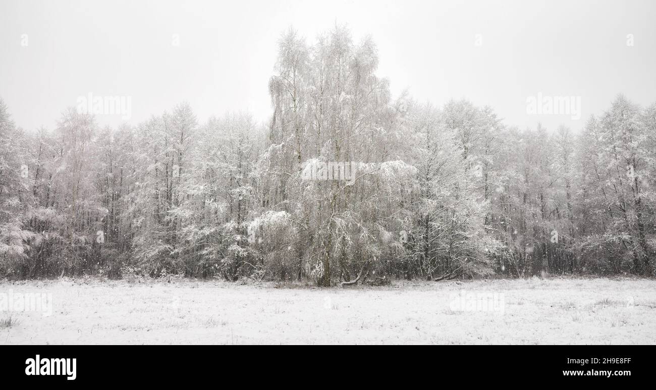 Winter landscape during heavy snowfall Stock Photo - Alamy