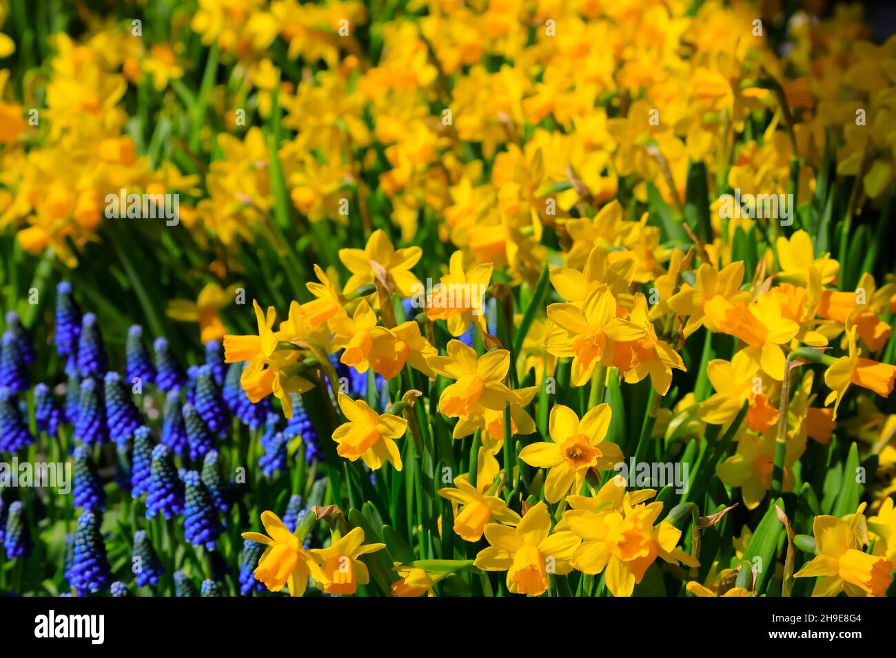 Yellow and blue flowers form the background for the spring season. The ...
