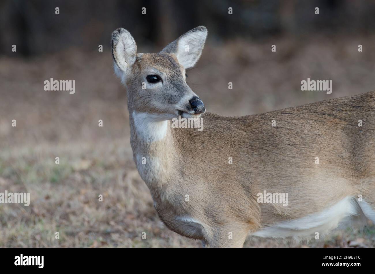 White-tailed Deer, Odocoileus virginianus, fawn Stock Photo - Alamy