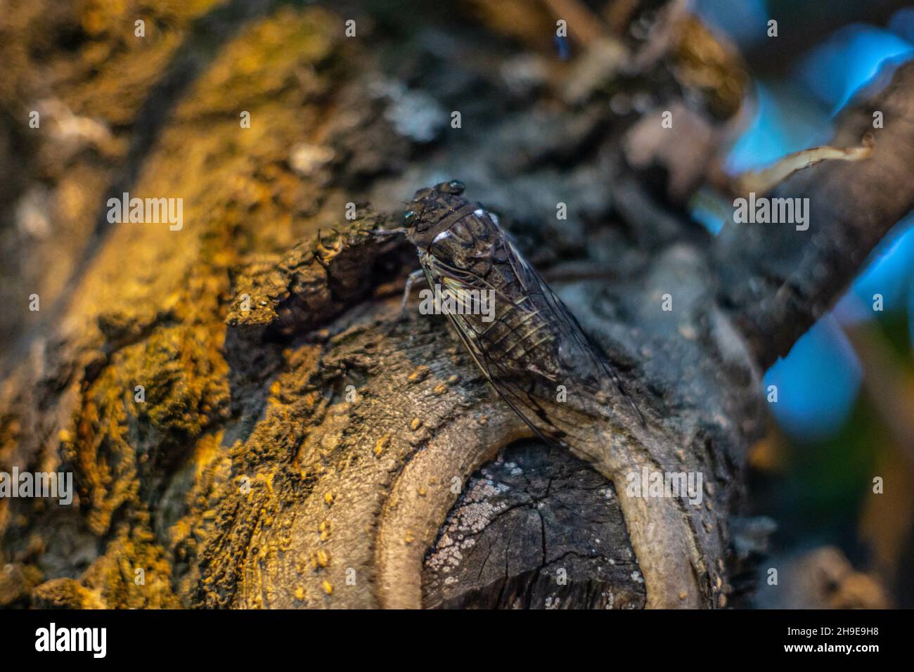 Closeup of the cicada on the tree Stock Photo - Alamy