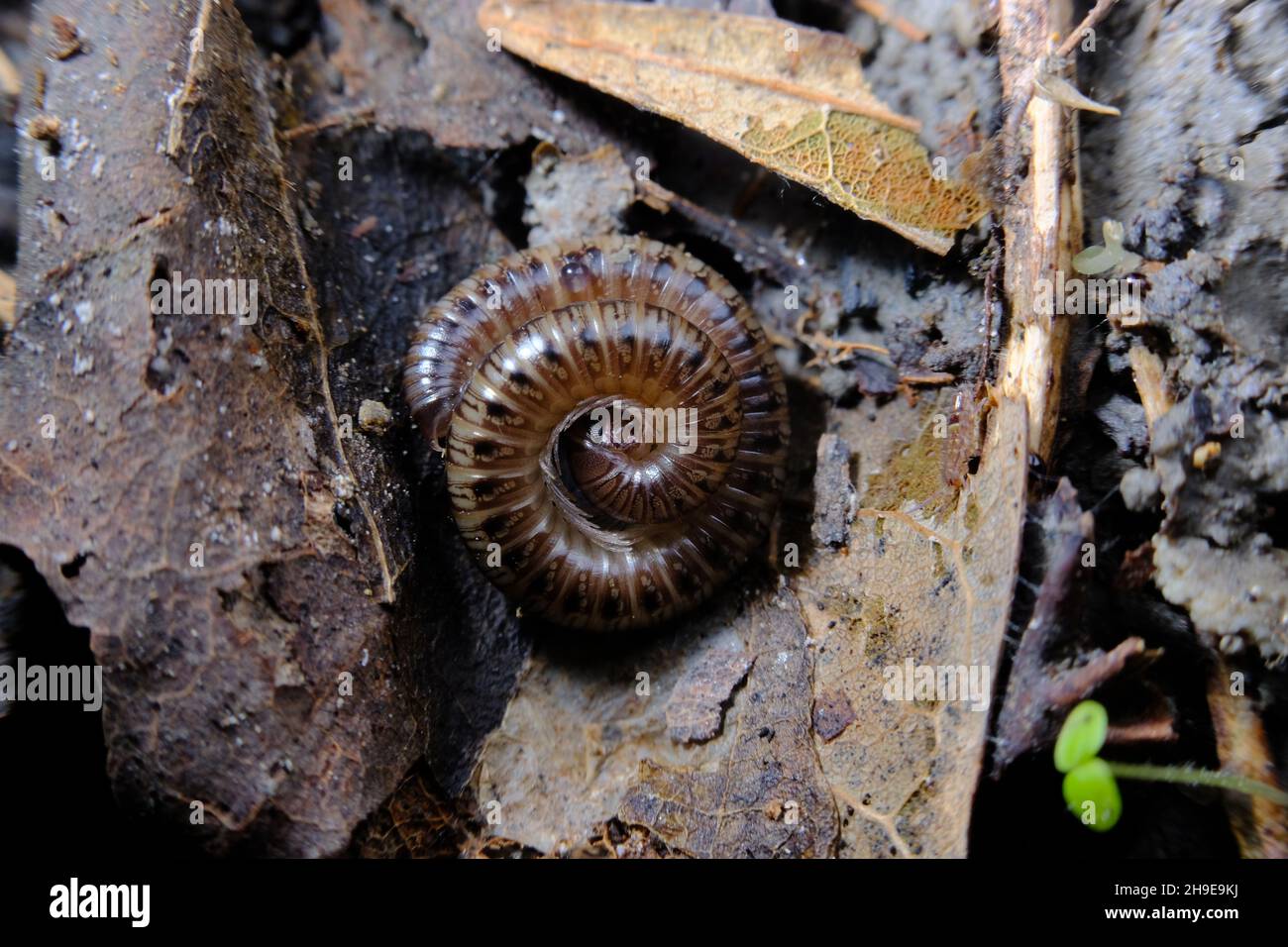 Macro closeup of common millipede curled into spiral Stock Photo - Alamy