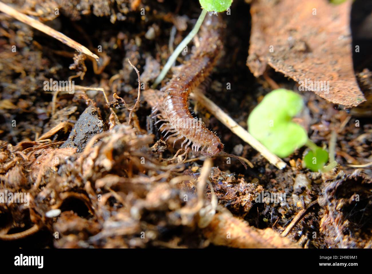 Macro closeup of common millipede in natural habitat Stock Photo - Alamy