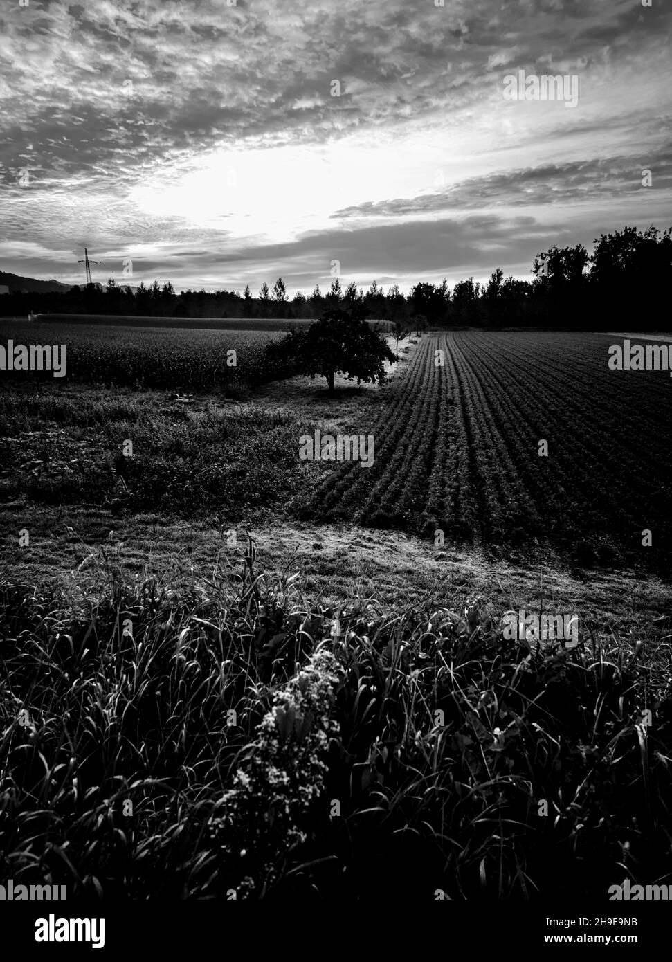 Vertical grayscale shot of a sunny valley Stock Photo - Alamy