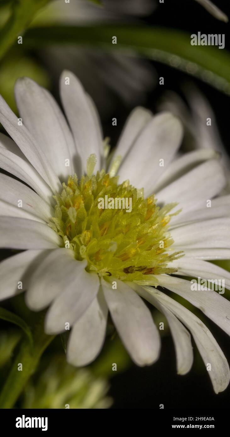 Close flower details hi-res stock photography and images - Alamy