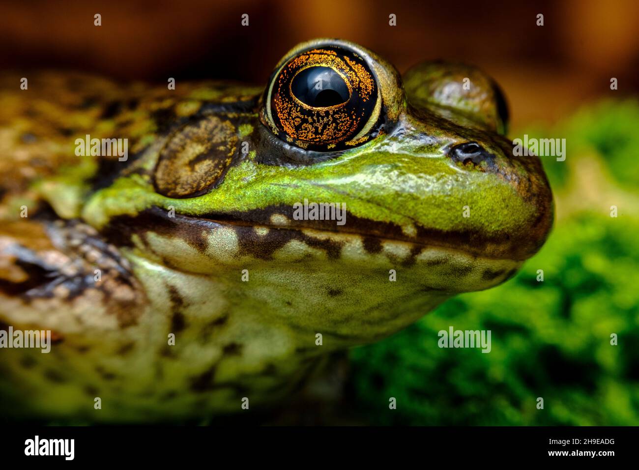 Closeup macro green leopard frog eyes selective focus Stock Photo - Alamy
