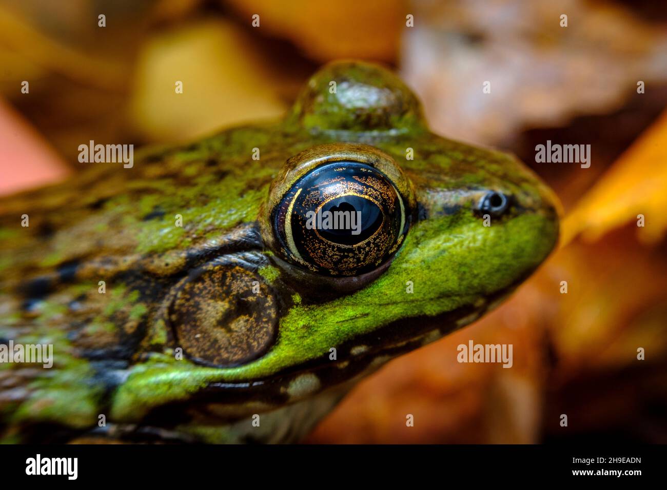 Closeup macro green leopard frog eyes selective focus Stock Photo - Alamy