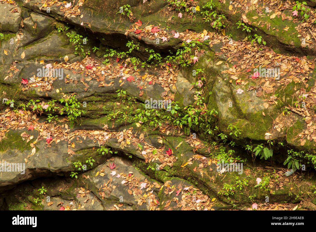 Rock Details with Leaves at Pewit's Nest Stock Photo - Alamy