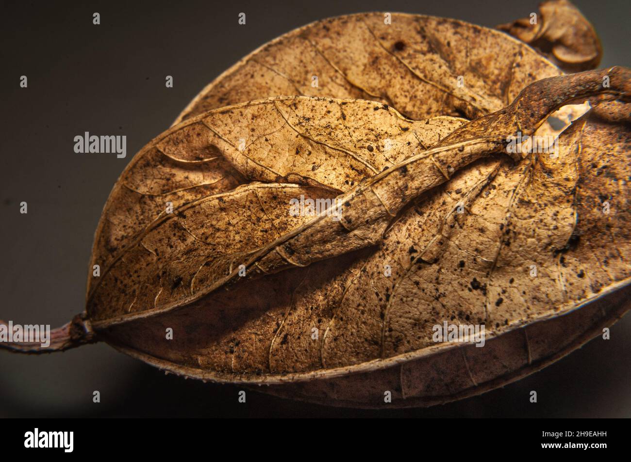 Leaf mark hi-res stock photography and images - Alamy