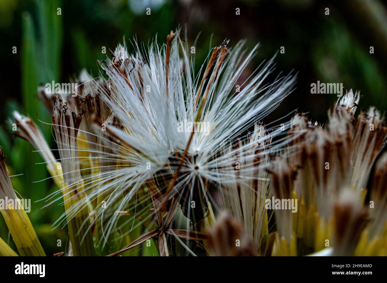 Ball blue purple thistle closeup hi-res stock photography and images ...