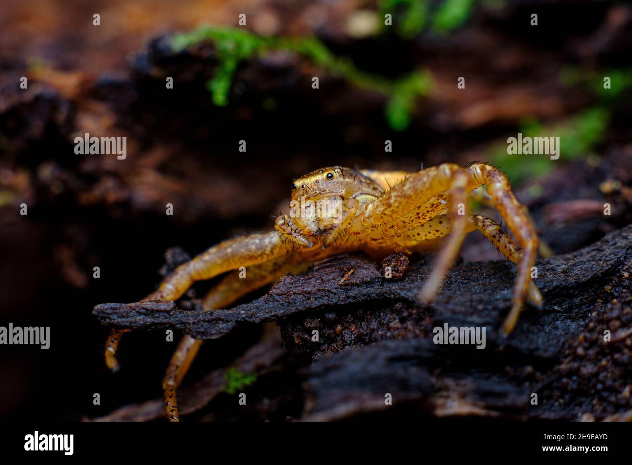 Ebo forest hi-res stock photography and images - Alamy
