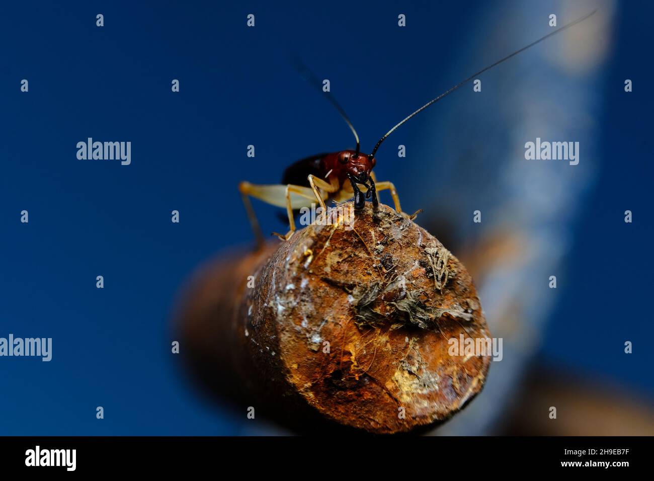 Red headed cricket hi-res stock photography and images - Alamy