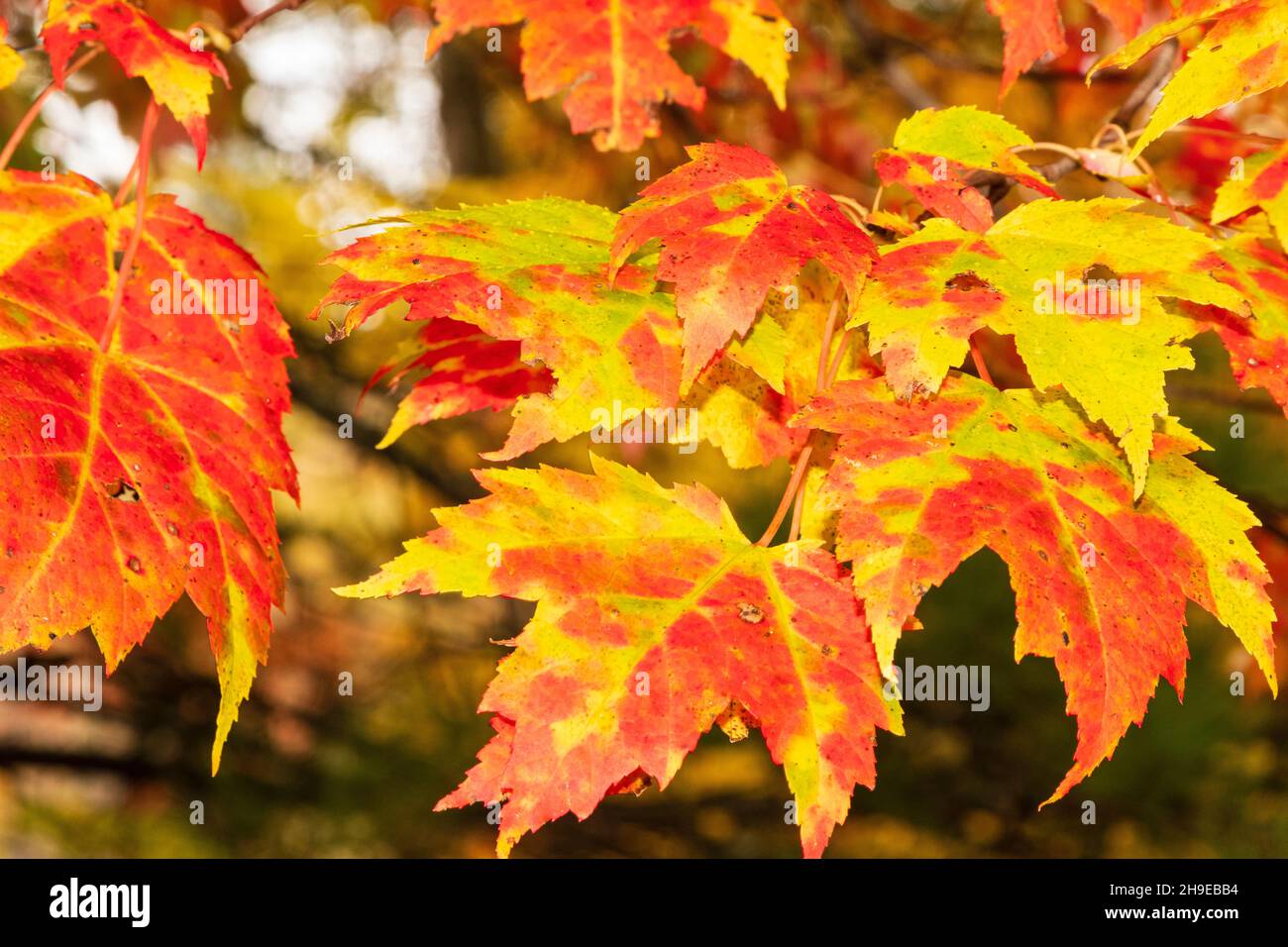 Beautiful transition hi-res stock photography and images - Alamy