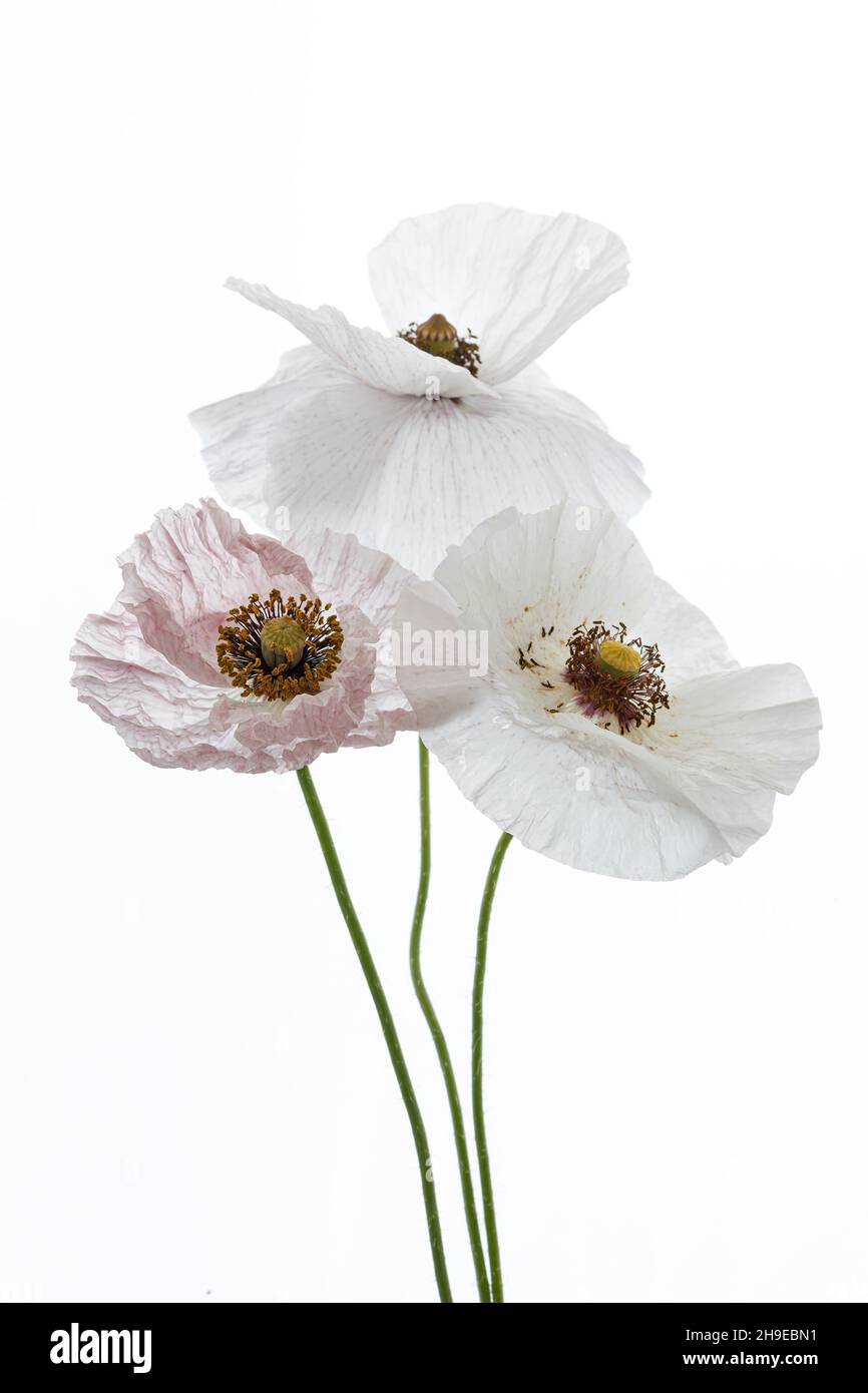 three poppies mother of pearl Stock Photo - Alamy