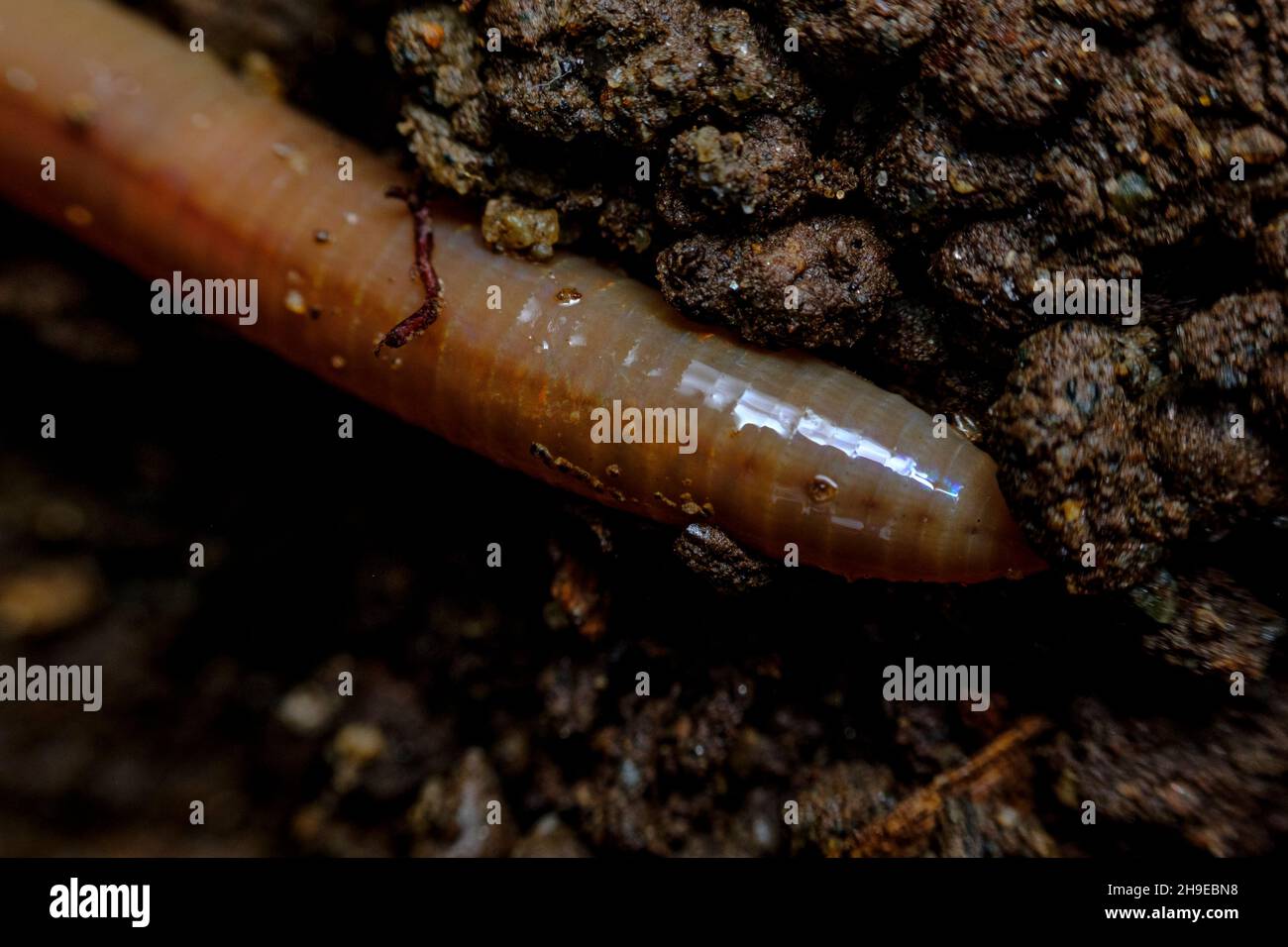 Large earthworm hi-res stock photography and images - Alamy