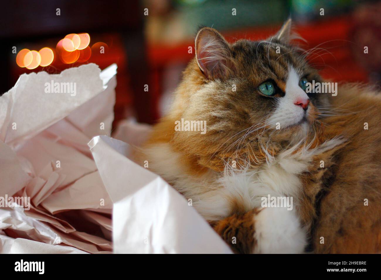 Cute Ragamuffin Purebred Cat Sitting on a pile of crumpled cushioning ...
