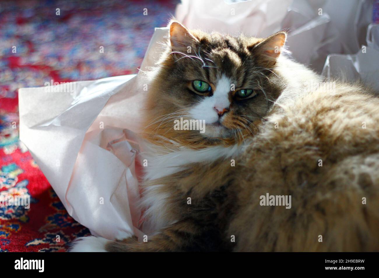 Cute Ragamuffin Purebred Cat Sitting on a pile of crumpled cushioning ...