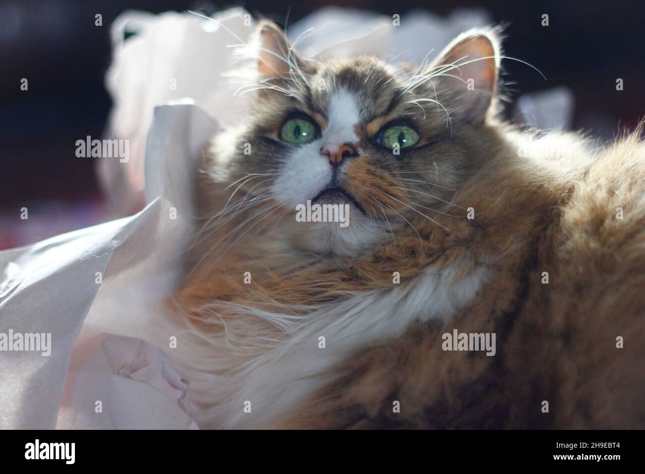 Cute Ragamuffin Purebred Cat Sitting on a pile of crumpled cushioning ...