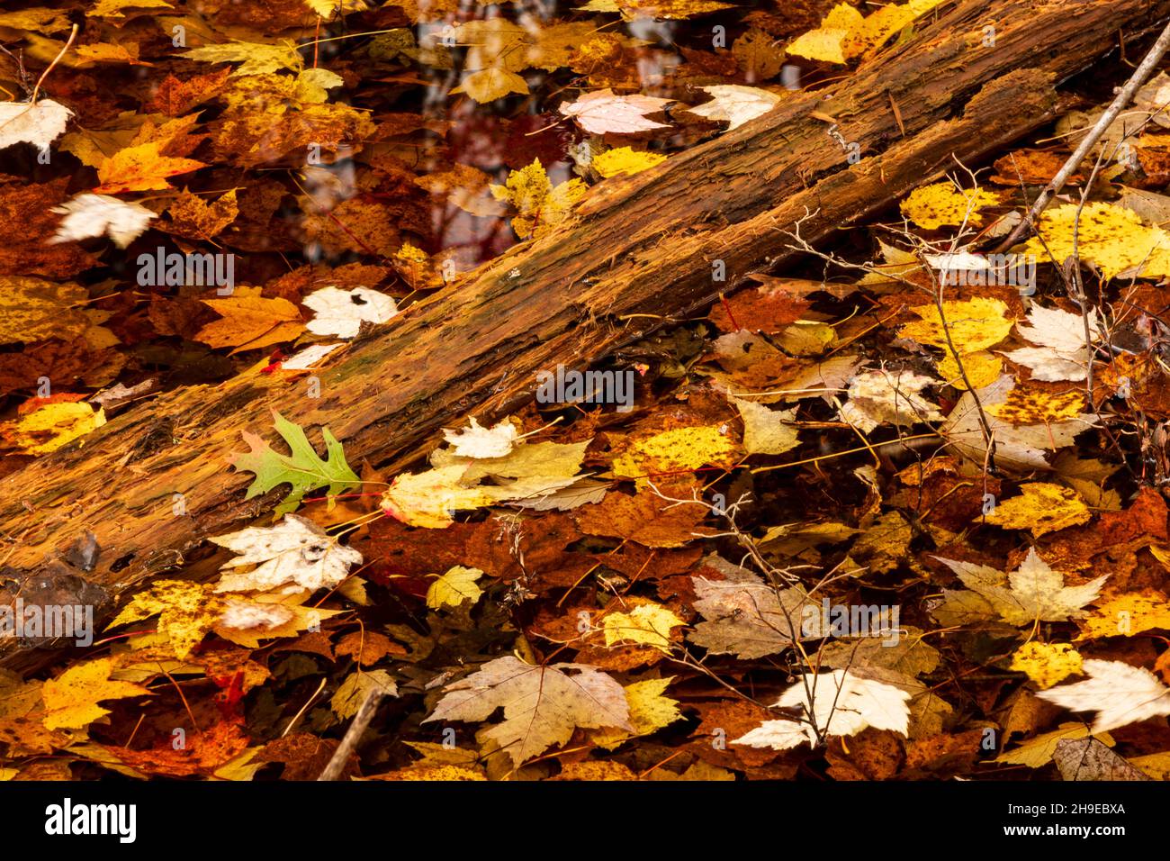 Log and Leaves Stock Photo - Alamy