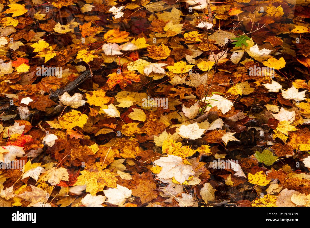 Autumn Leaves in Water Stock Photo - Alamy