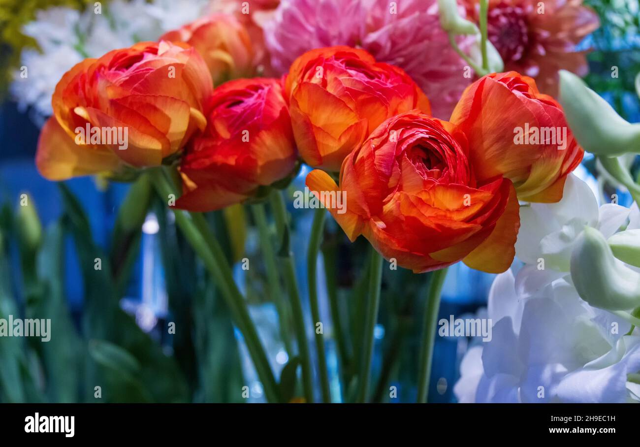 Asiatic buttercup (ranunculus asiaticus) of orange color in a bouquet ...