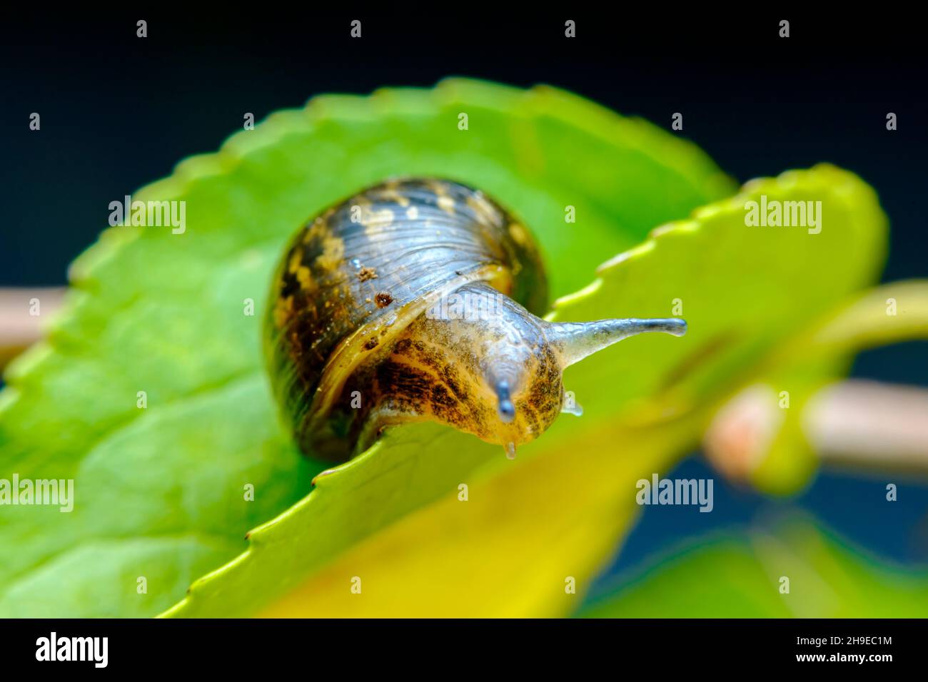 Snail Wallpapers Antennae Snails Antenna Hi Res Stock Photography And