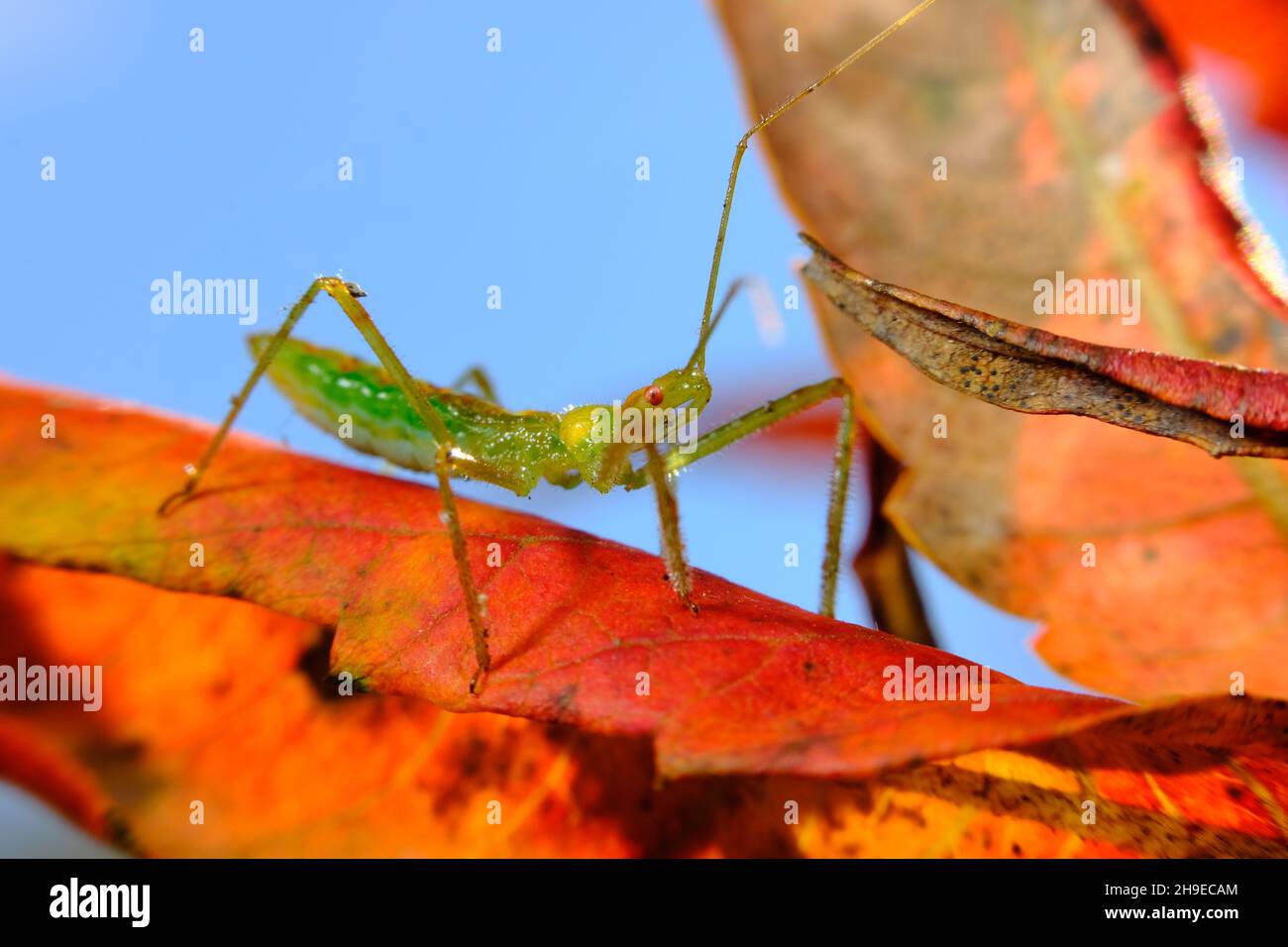 Colorful green assassin bug resting on leaf in natural habitat Stock ...