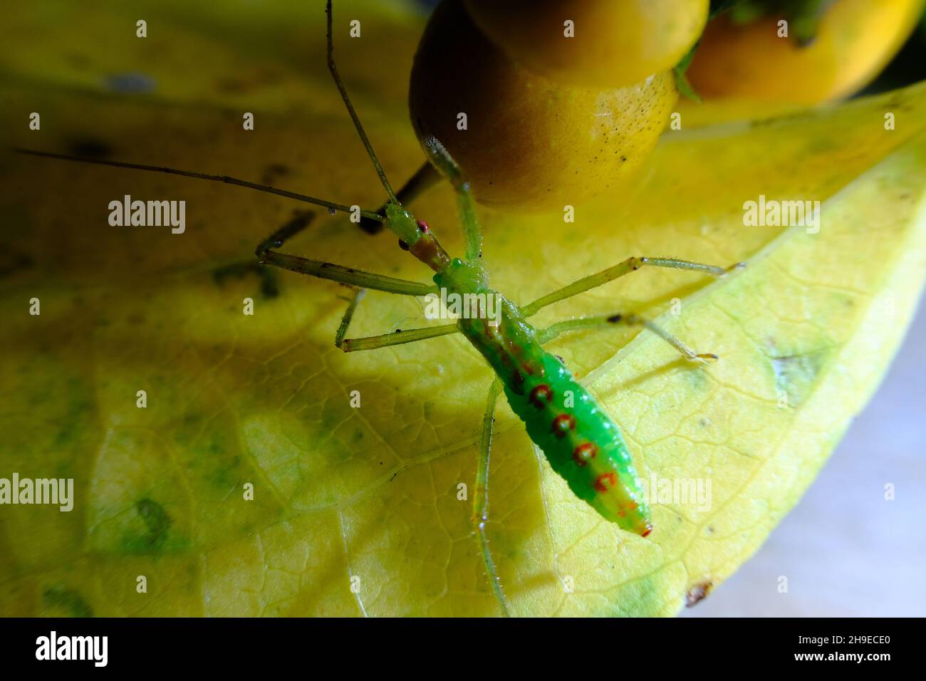 Colorful green assassin bug resting on leaf in natural habitat Stock ...