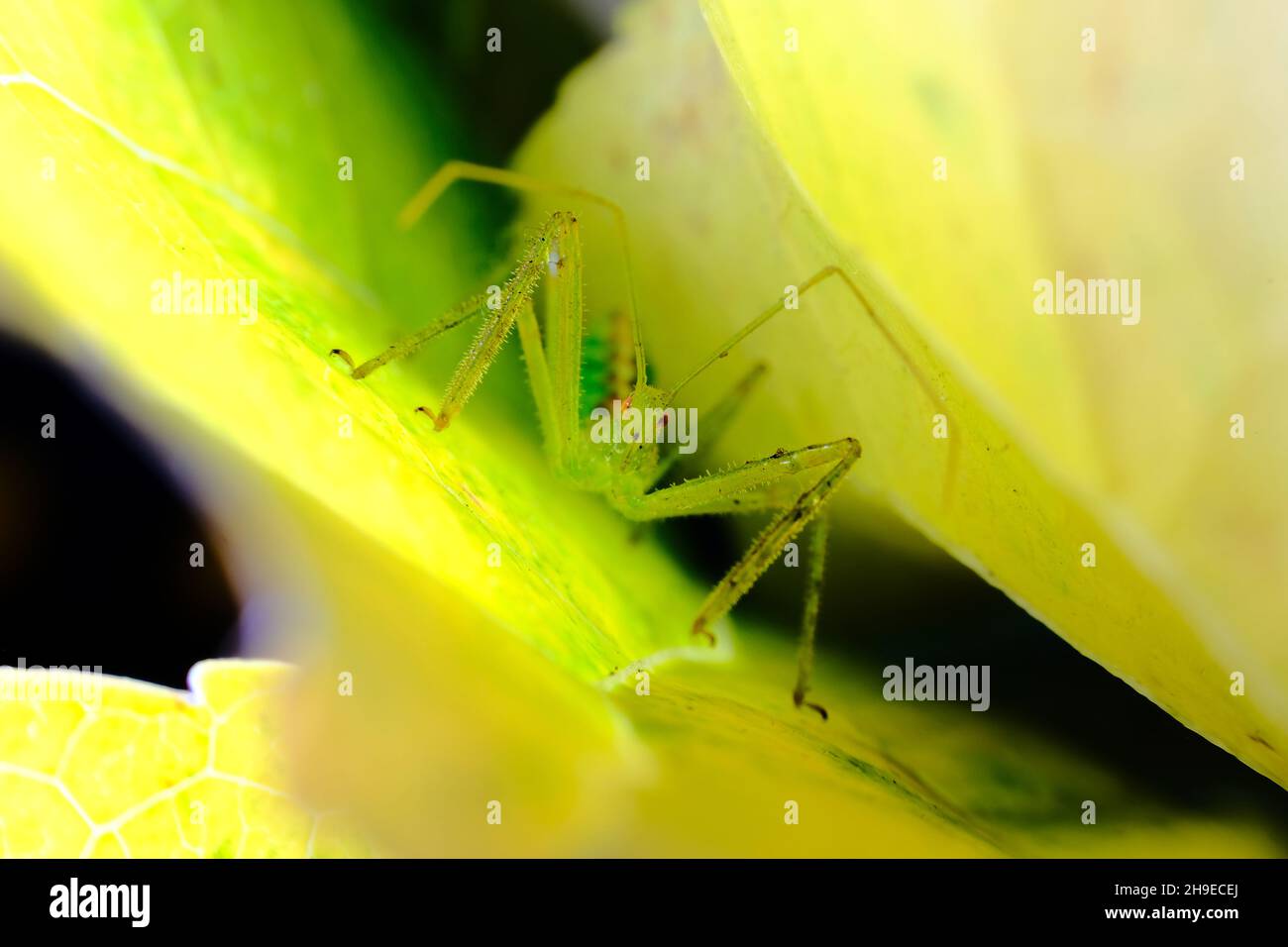 Colorful green assassin bug resting on leaf in natural habitat Stock ...
