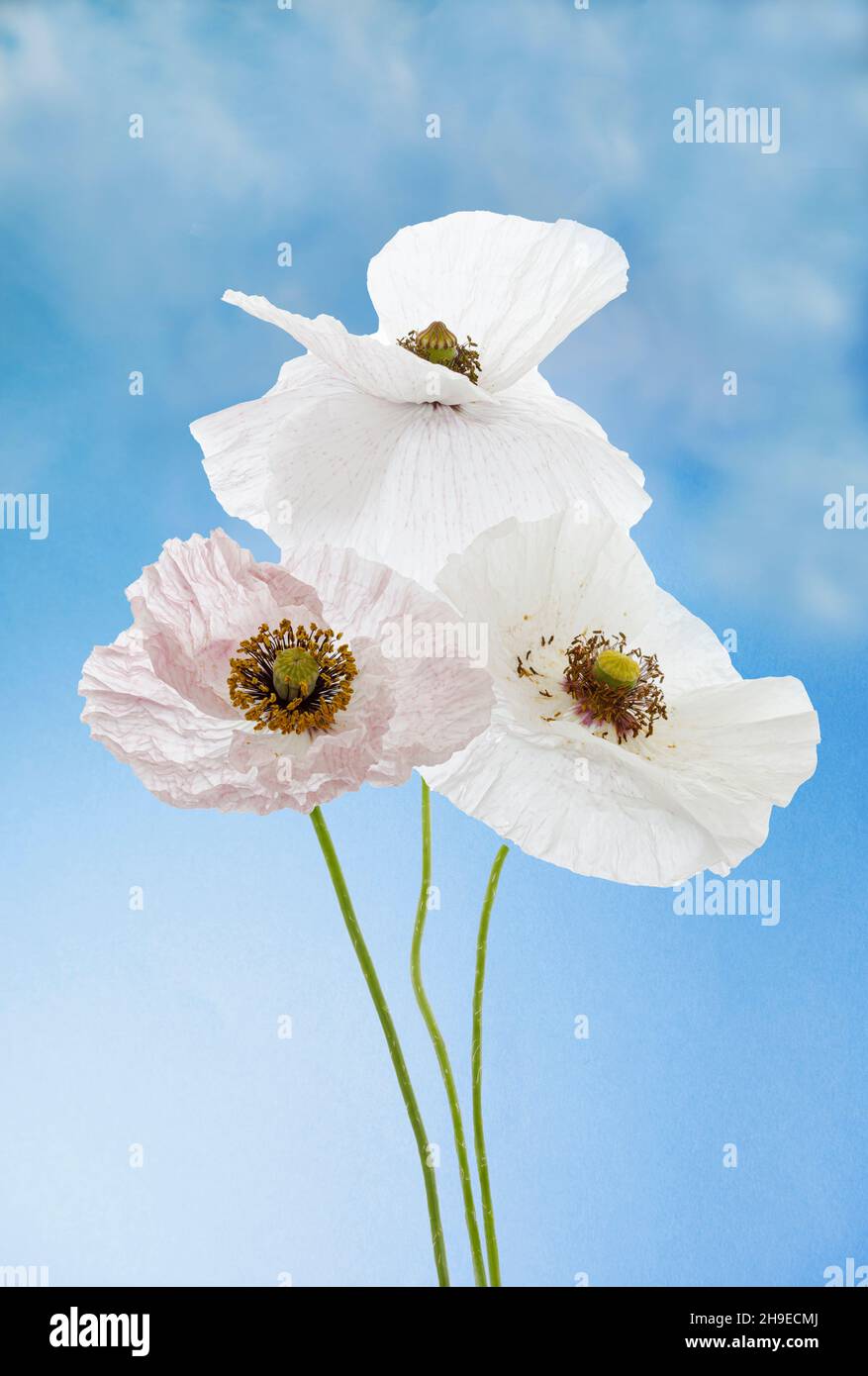 three poppies mother of pearl Stock Photo - Alamy