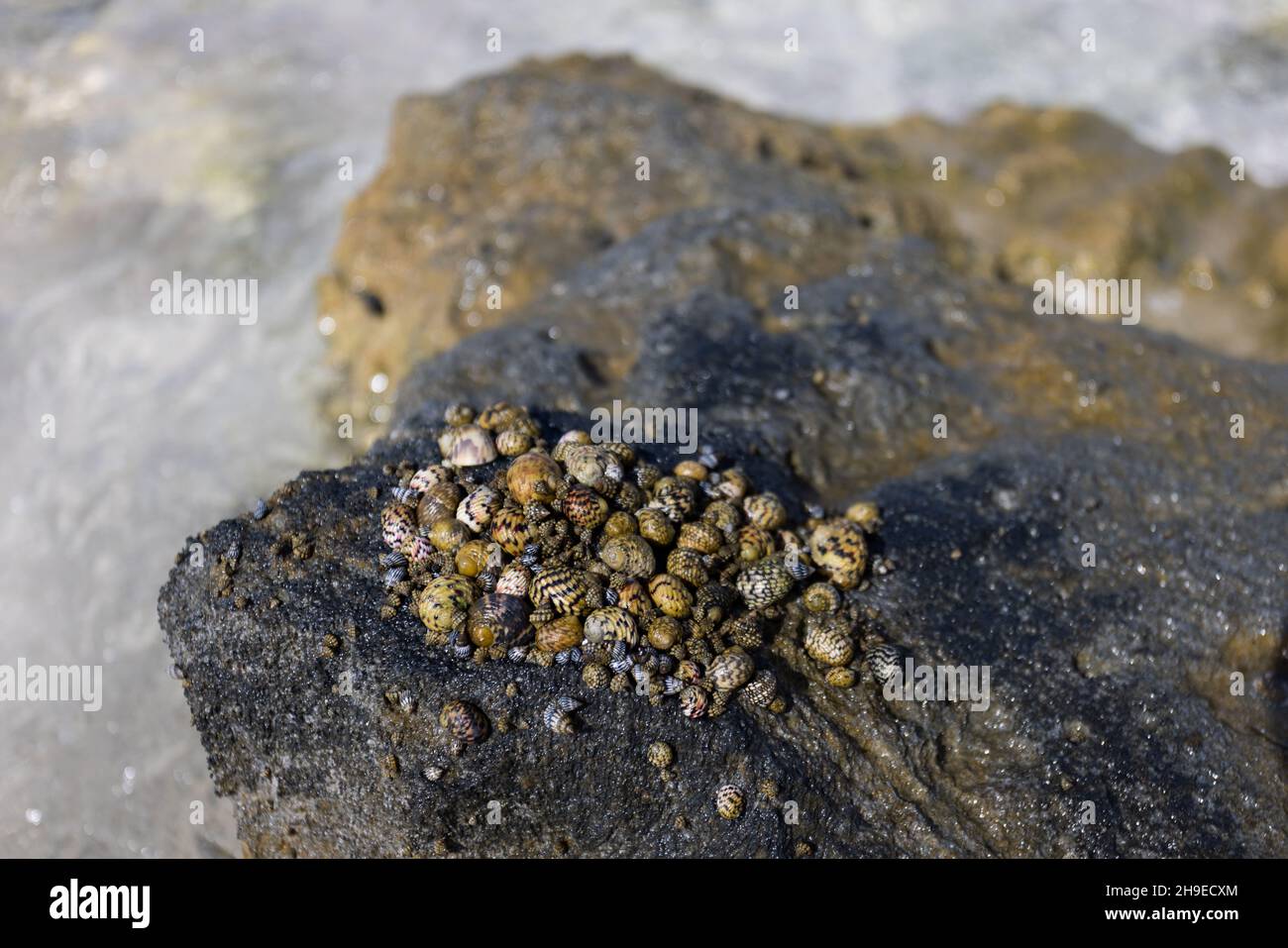 Shellfish on the rocks.It is a sea creature that attaches itself to a ...