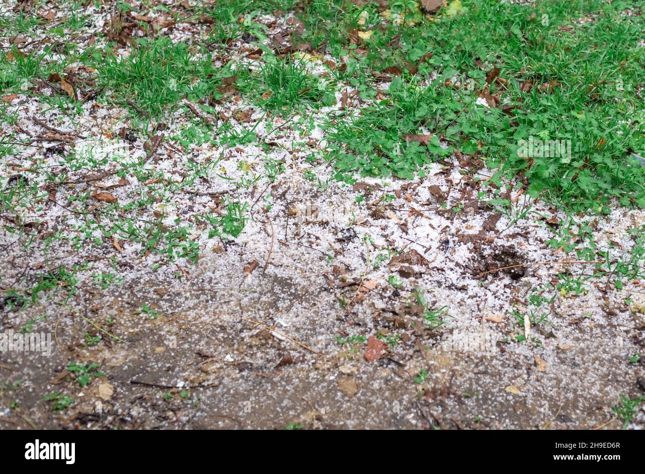 small hail fell on the green grass. Autumn bad weather season Stock ...