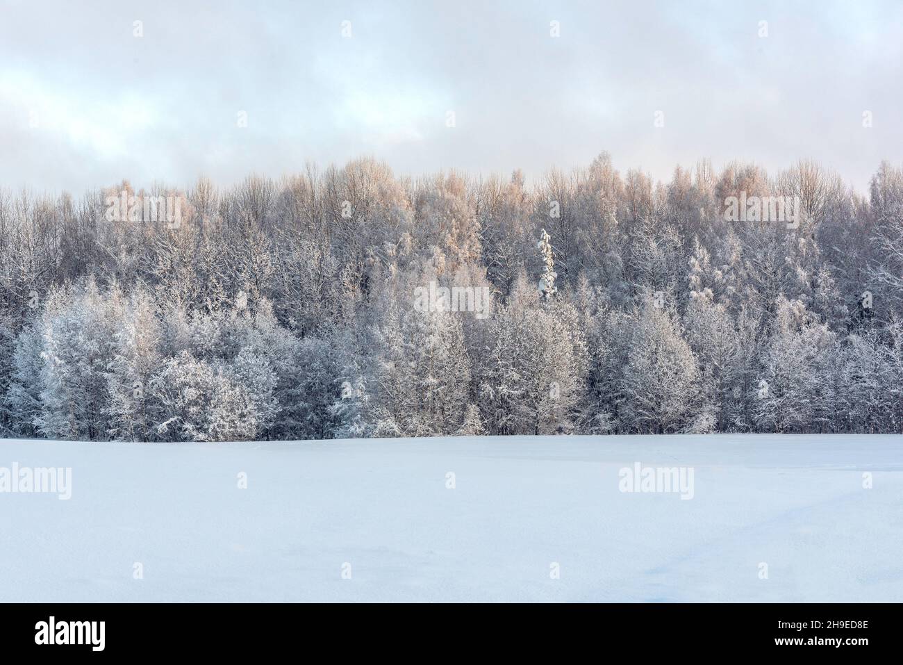 Trees on a field covered with snow on beautiful sunny and frosty winter ...