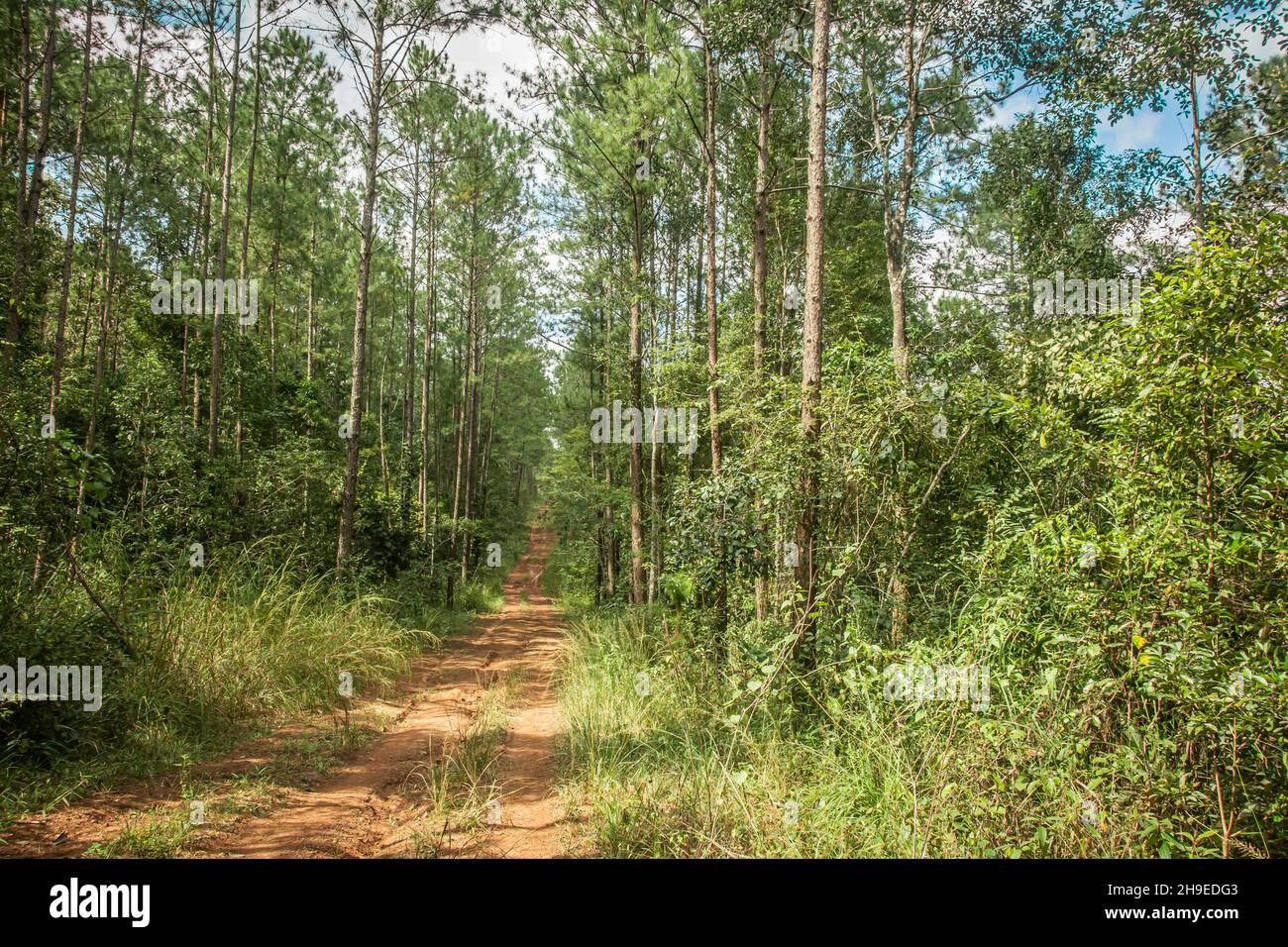 Way and Forest trees on nature background Stock Photo - Alamy