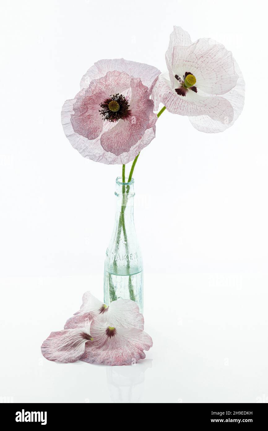 White poppies in vase hi-res stock photography and images - Alamy